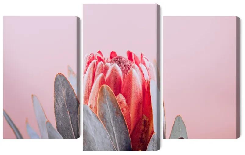 Vícedílný obraz Květina Královského Protea Zblízka Nedostatek Nedostatek Přírodní plátno 150x100