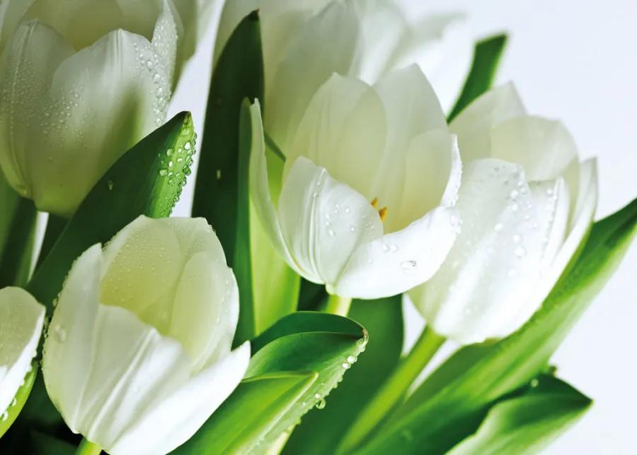 Obraz 70 x 50 cm bílé tulipány