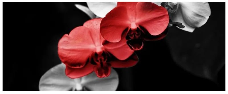 Obraz červených orchideí  (100x40 cm), 40 dalších rozměrů