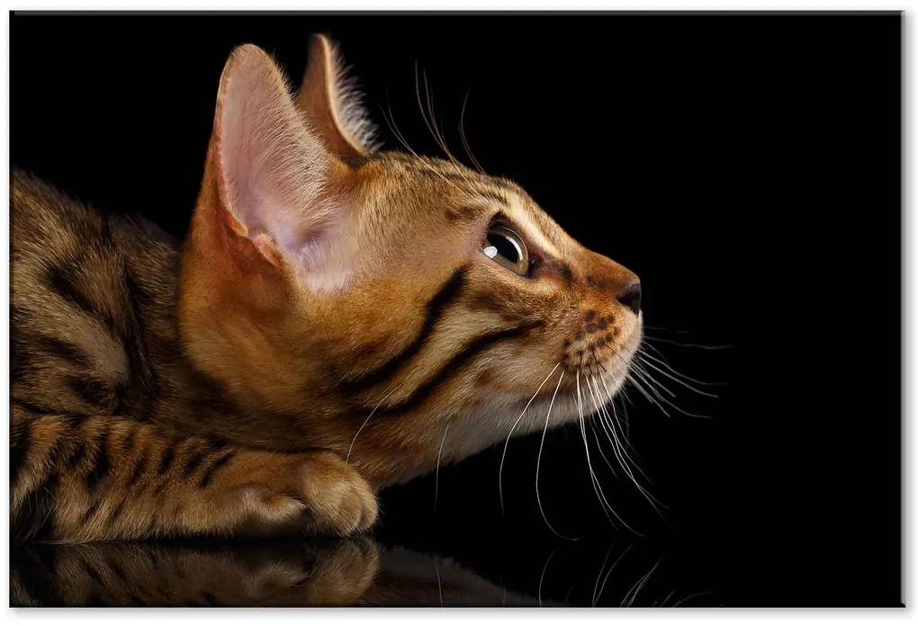 Jednodílný obraz kočka Velikost (šířka x výška): 60x40 cm