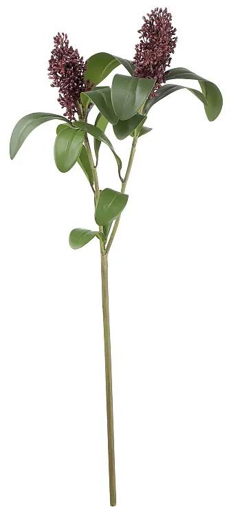 Rubella větvička (Skimie japonská), 46 cm