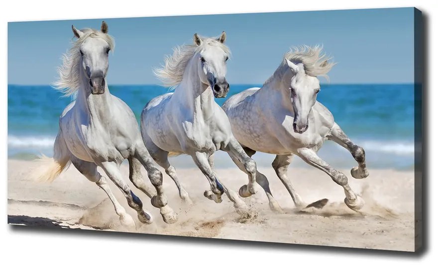 Wallmuralia Foto obraz na plátně Bílí koně pláž 140x70 cm