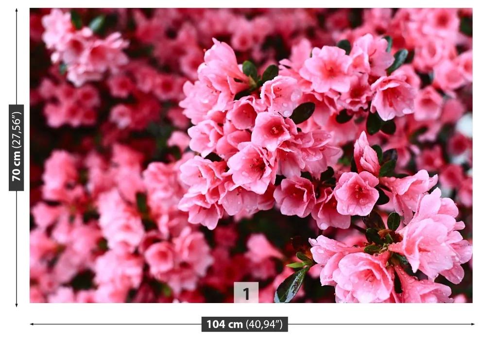 Fototapeta Růžový rododendron