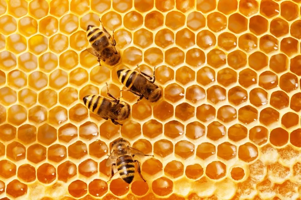 Vícedílný obraz Včely Na Plástev Nedostatek Nedostatek Plátno Canvas 60x40