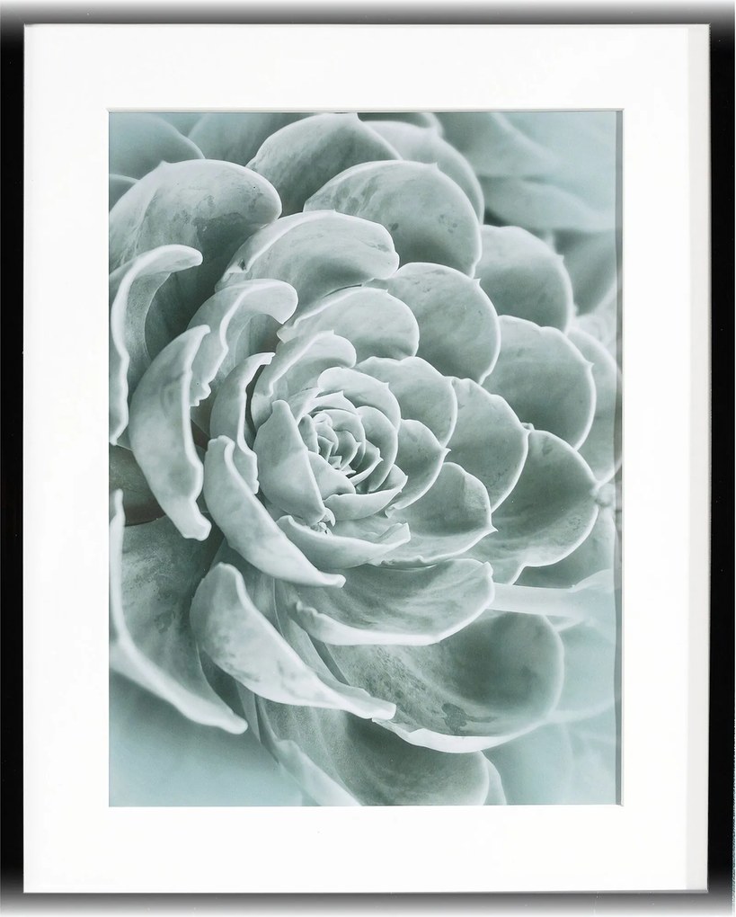 Obraz Succulents I 40x50xcm