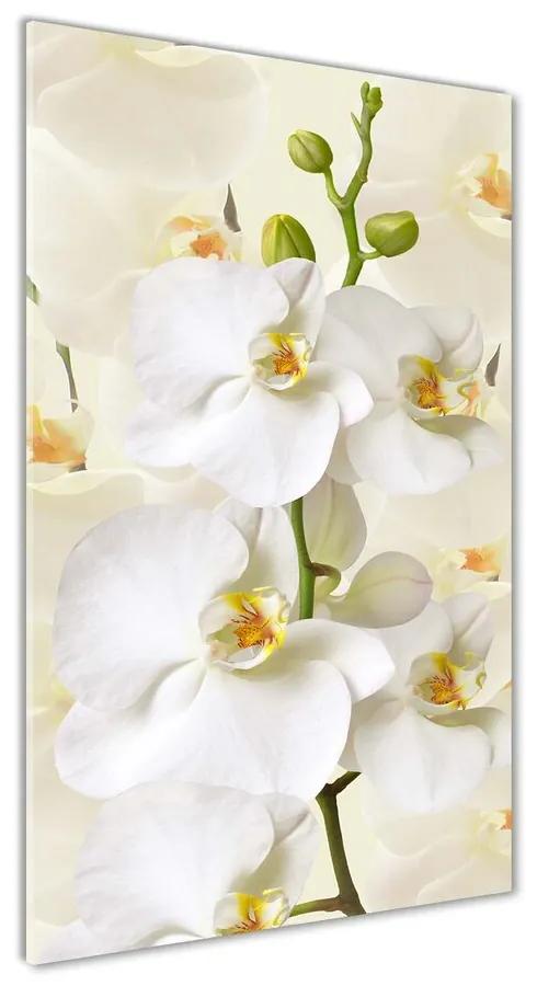 Wallmuralia Foto obraz akryl do obýváku Bílá orchidej 70x140 cm