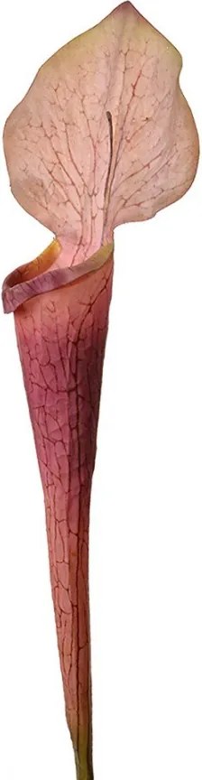 Dekorace umělá rostlina sarracenia purpurea - 6*5*75 cm