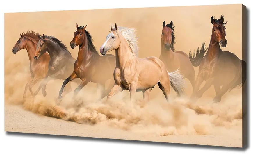 Wallmuralia Foto obraz na plátně Koně poušť 120x60 cm