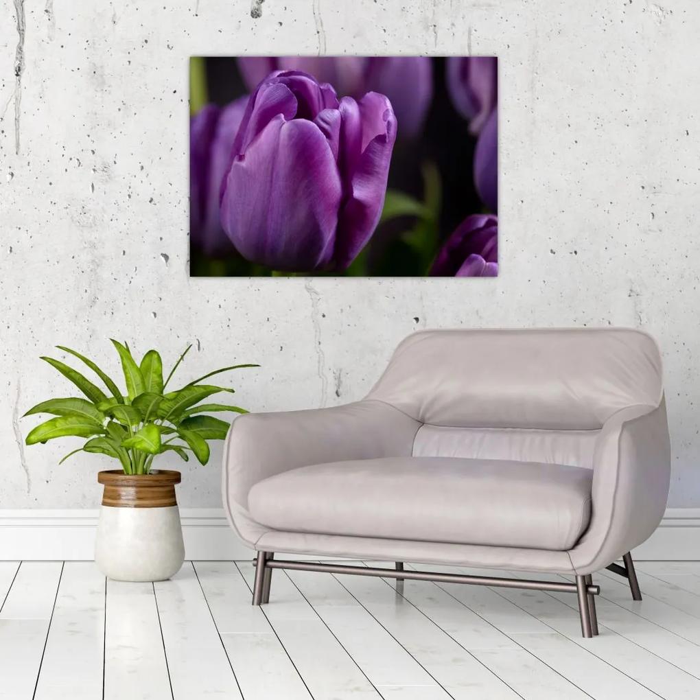 Skleněný obraz květů tulipánů (70x50 cm)