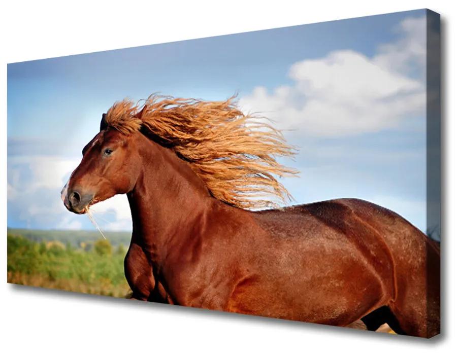 Obraz na plátně Kůň Zvířata 100x50cm