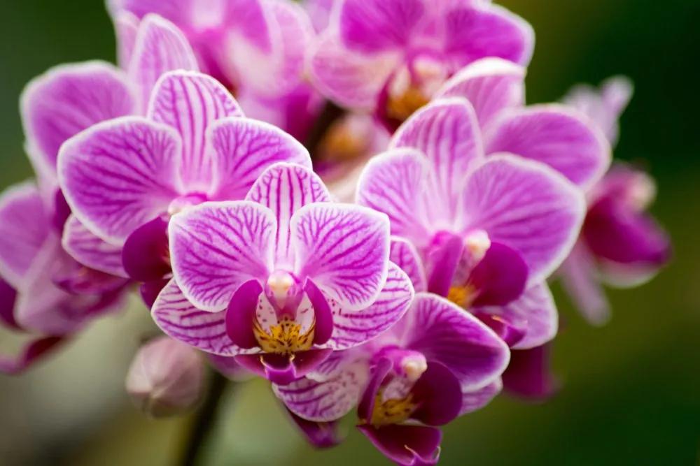 Fototapeta Kytice Orchidejí Samolepící tapety 270x180