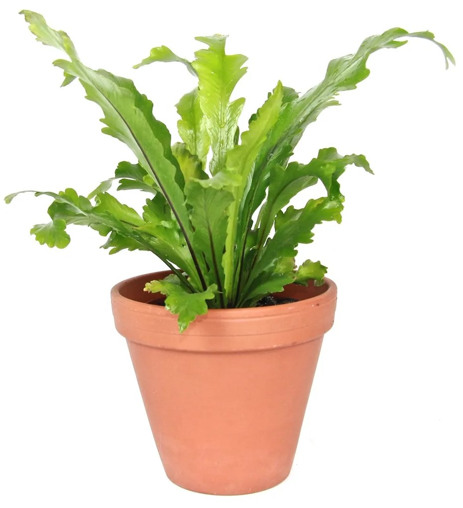 Pokojová rostlina Asplenium nidus Campio, průměr 12 cm