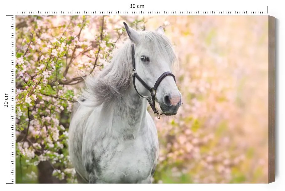 Obraz Kůň Na Pozadí Květin Nedostatek Nedostatek Přírodní plátno 30x20