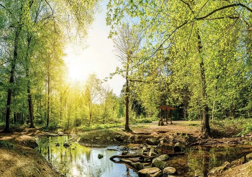 Vliesové fototapety, rozměr 208 cm x 146 cm, les s potokem, IMPOL TRADE 10508 VEXL