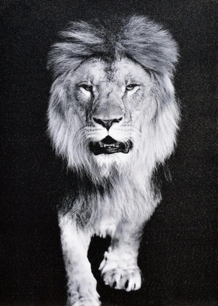 Falc Obraz na plátně - Šedý Lev, 50x70 cm