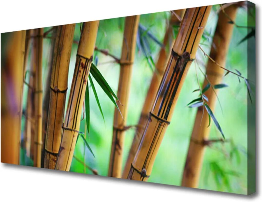 Obraz na plátně Bambus Příroda Rostlina