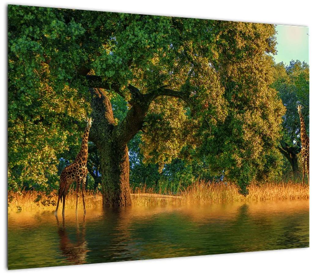 Skleněný obraz žiraf v přírodě (70x50 cm)
