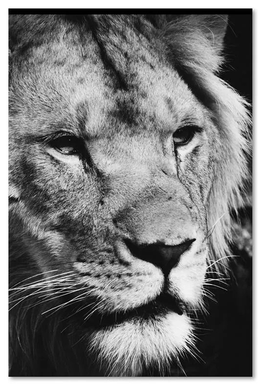 Gario Obraz na plátně Černobílý lev Rozměry: 40 x 60 cm