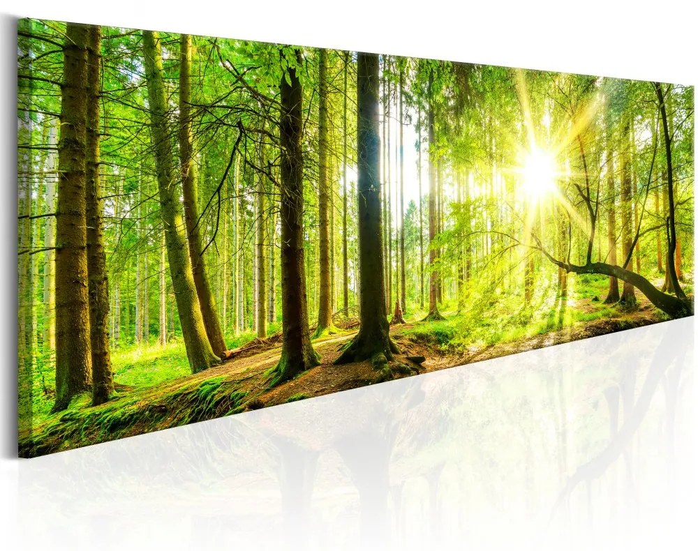Obraz na plátně Bimago - Majestátní stromy 120x40 cm