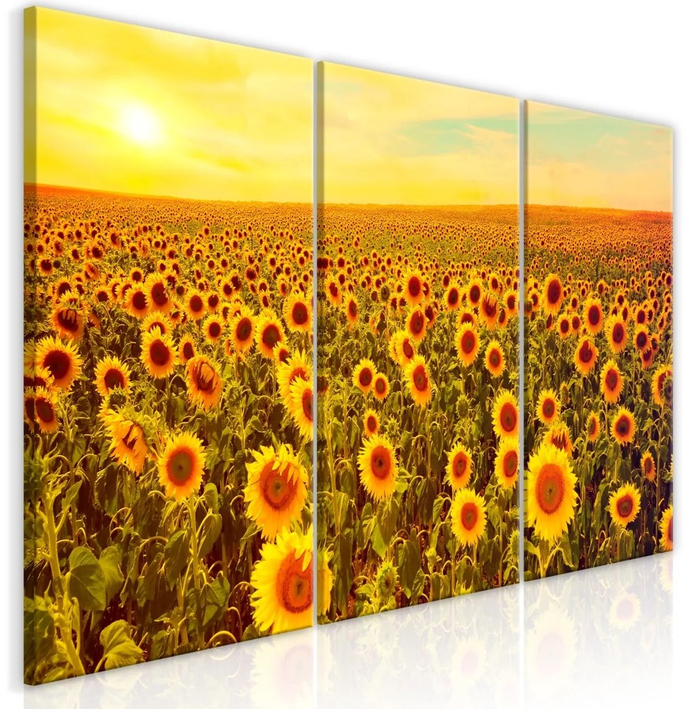 Obraz - Sunflowers at Sunset (3 Parts)