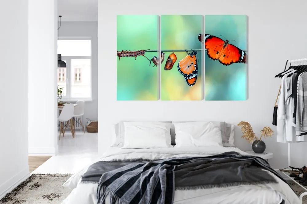 Vícedílný obraz Barevné Housenky A Motýli V Makro Měřítku Nedostatek Nedostatek Přírodní plátno 150x100