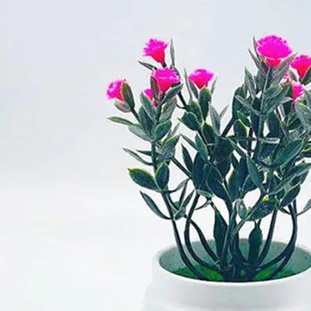 Bytová dekorace - umělá rostlina v květináči - výška 11 cm Barvy: Růžová 2