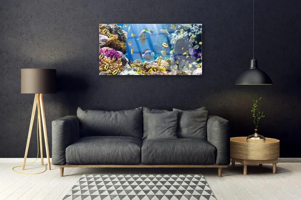 Obraz na skle Korálový Útes Příroda 140x70 cm