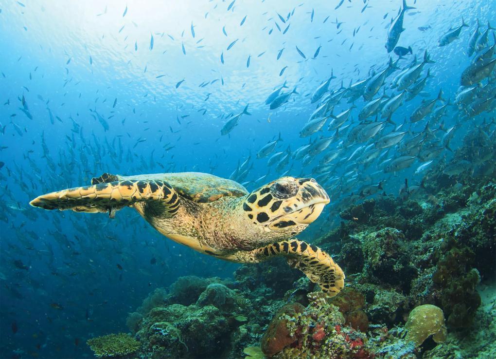 Malvis Tapeta mořská želva Vel. (šířka x výška): 144 x 105 cm