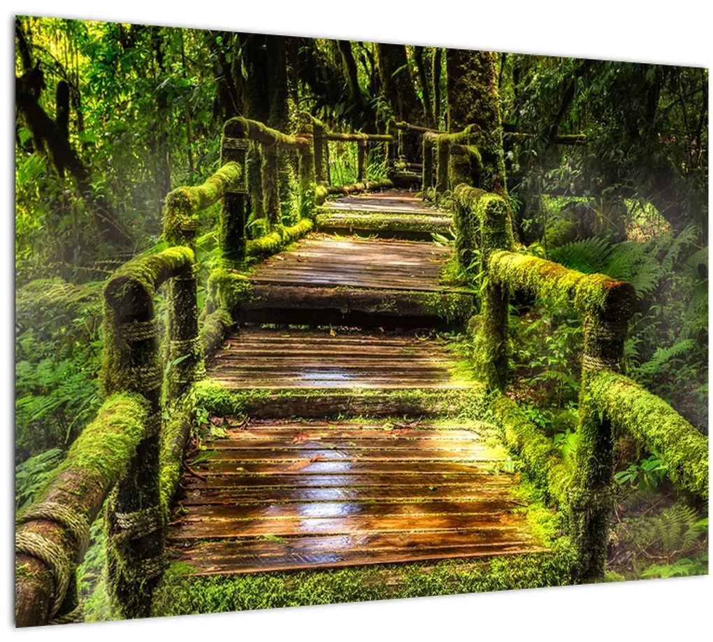 Skleněný obraz schodů v deštném pralese (70x50 cm)