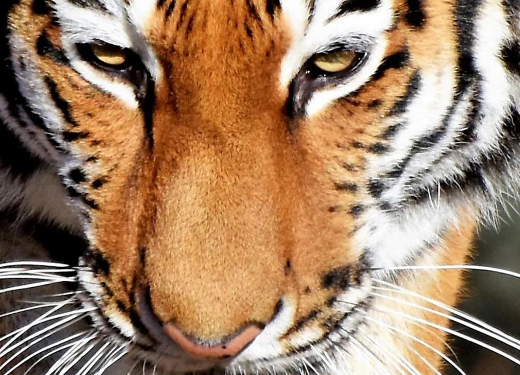 Dvoudílný obraz tygr Velikost (šířka x výška): 60x60 cm