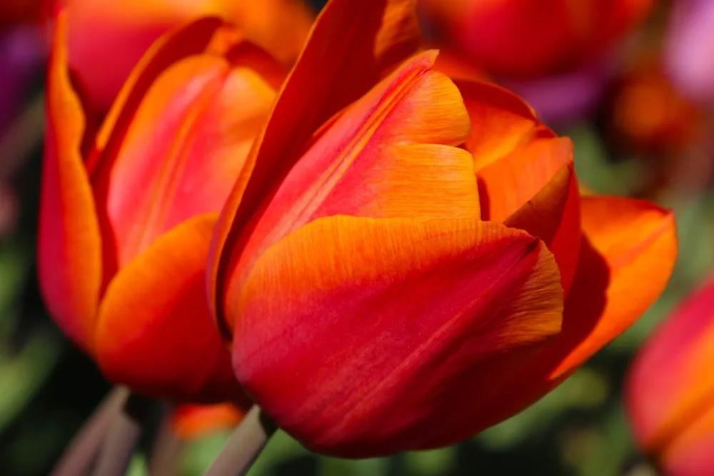 Obraz nádherné tulipány na louce Varianta: 120x80