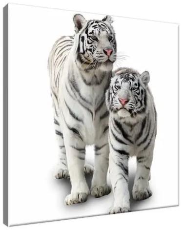 Tištěný obraz Bílé tygry 30x30cm 1270A_1AI