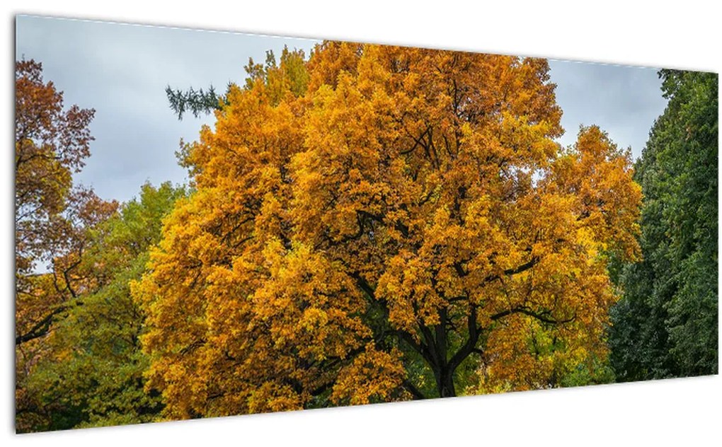 Obraz stromu (100x40 cm), 40 dalších rozměrů