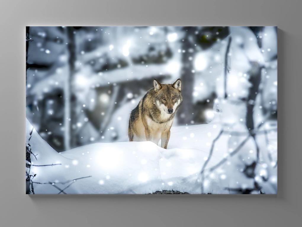 Liox Obraz vlk v zimě Rozměr: 120 x 80 cm