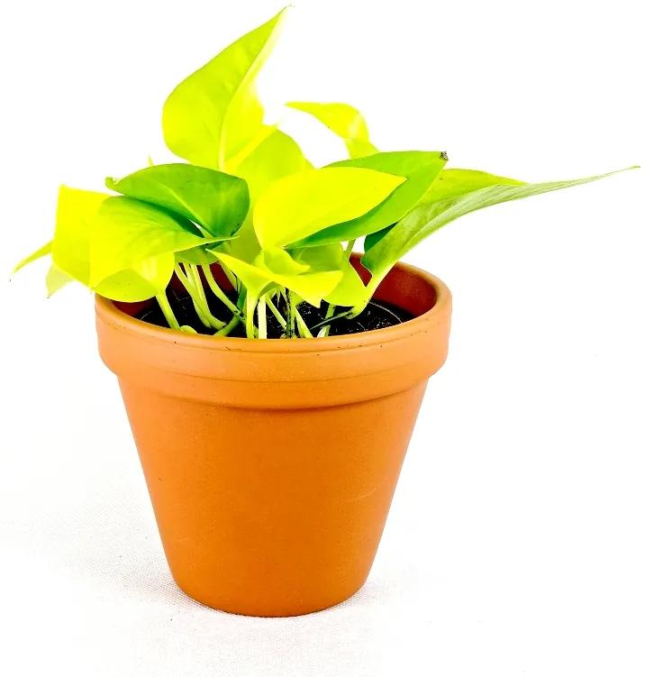 Gardners Pokojová rostlina  Epipremnum Neon (Golden Potos), průměr 12 cm Šplhavník