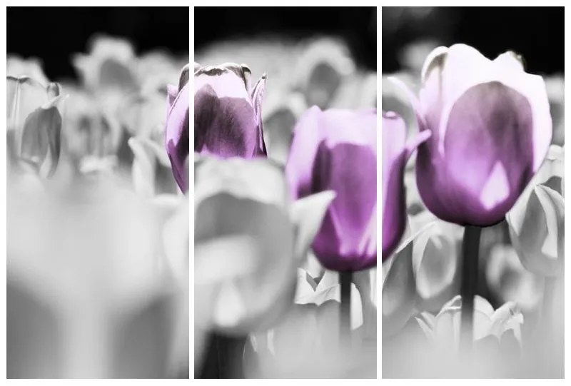 Obraz tří fialových květin  (120x80 cm), 40 dalších rozměrů