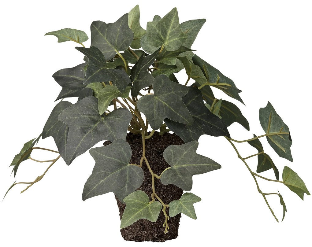 Břečťan (Hedera) s kořenovým balem, 18 cm