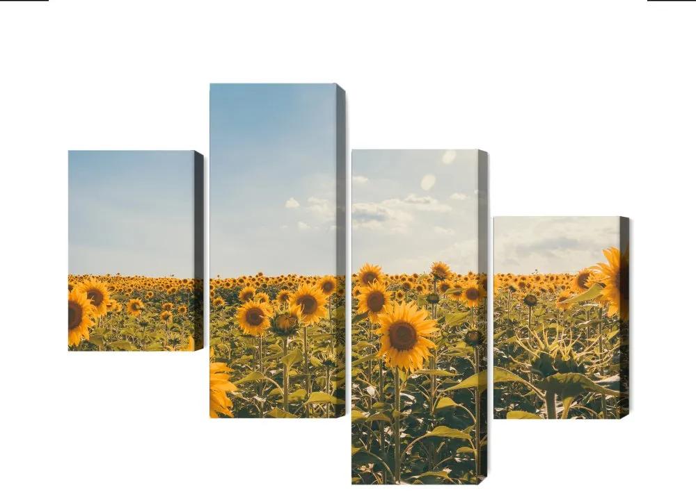 Vícedílný obraz Slunečnicové Pole Na Letní Den 3D Nedostatek Nedostatek Plátno Canvas 120x75