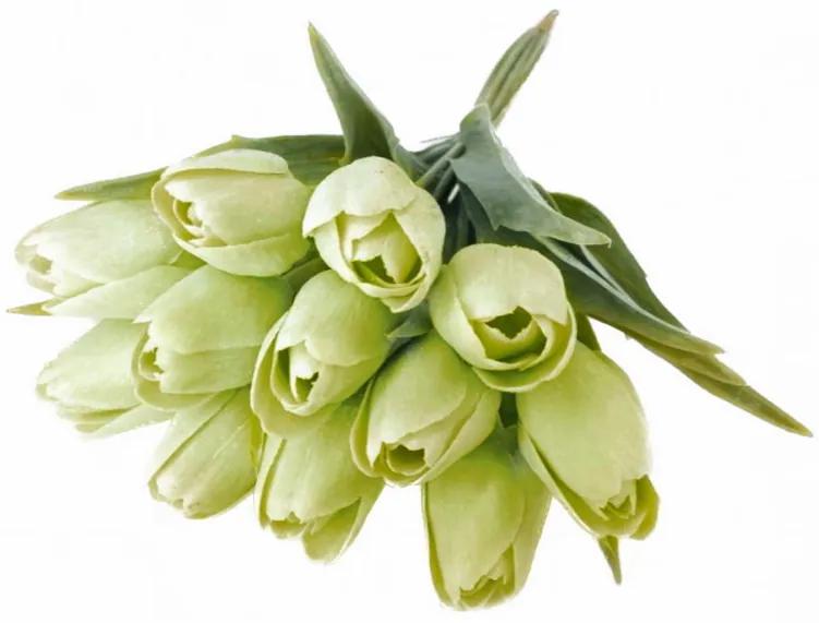 tulipán s listem (6 ks) - světlá zelená