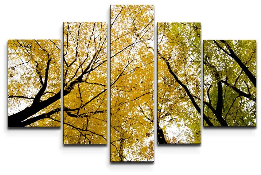 Sablio Obraz - 5-dílný Koruny stromů - 125x90 cm