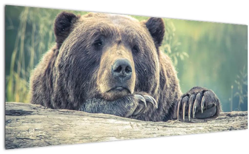 Obraz medvěda (100x40 cm), 40 dalších rozměrů
