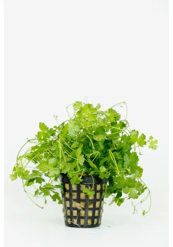 Hydrocotyle japan