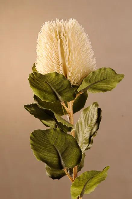 Paramit DRY SMALL BANKSIA Aranžovací květina bílá 59 cm