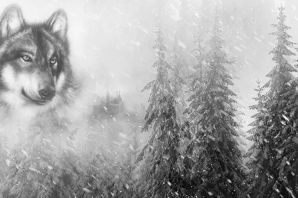 Samolepící tapeta černobílý vlk v zasněžené krajině - 225x150 cm