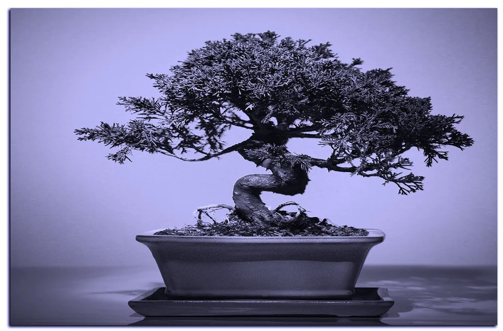 Obraz na plátně - Bonsai 1244VA (100x70 cm)