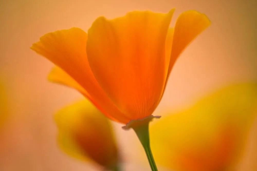 Tapeta překrásná květina - 225x150 cm
