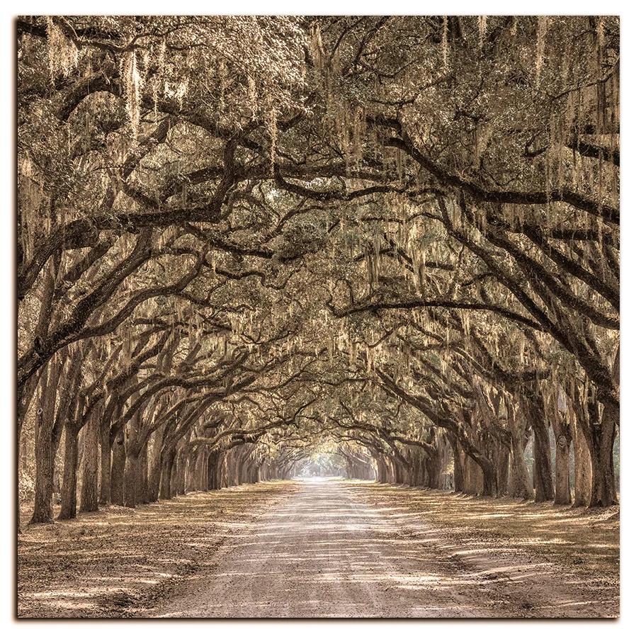 Obraz na plátně - Historické dubové stromy lemované polní cestou - čtverec 3239FA (80x80 cm)