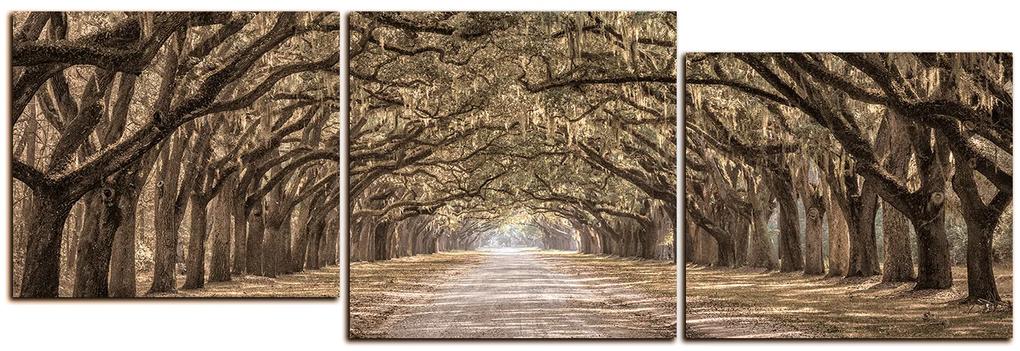 Obraz na plátně - Historické dubové stromy lemované polní cestou - panoráma 5239FE (120x40 cm)