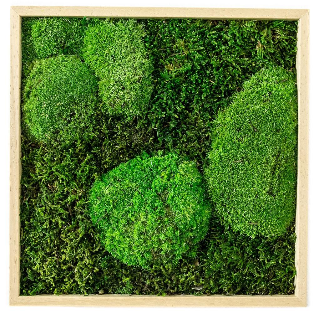 Gardners.cz Mechový obraz 35x35 cm z kopečkového mechu v kombinaci s plochým, přírodní
