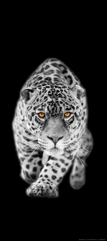 Fototapeta na dveře - Leopard